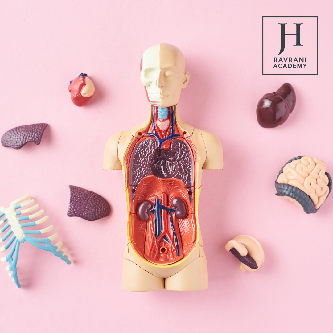 Level 5 Anatomy & Physiology - JH Ravrani Academy